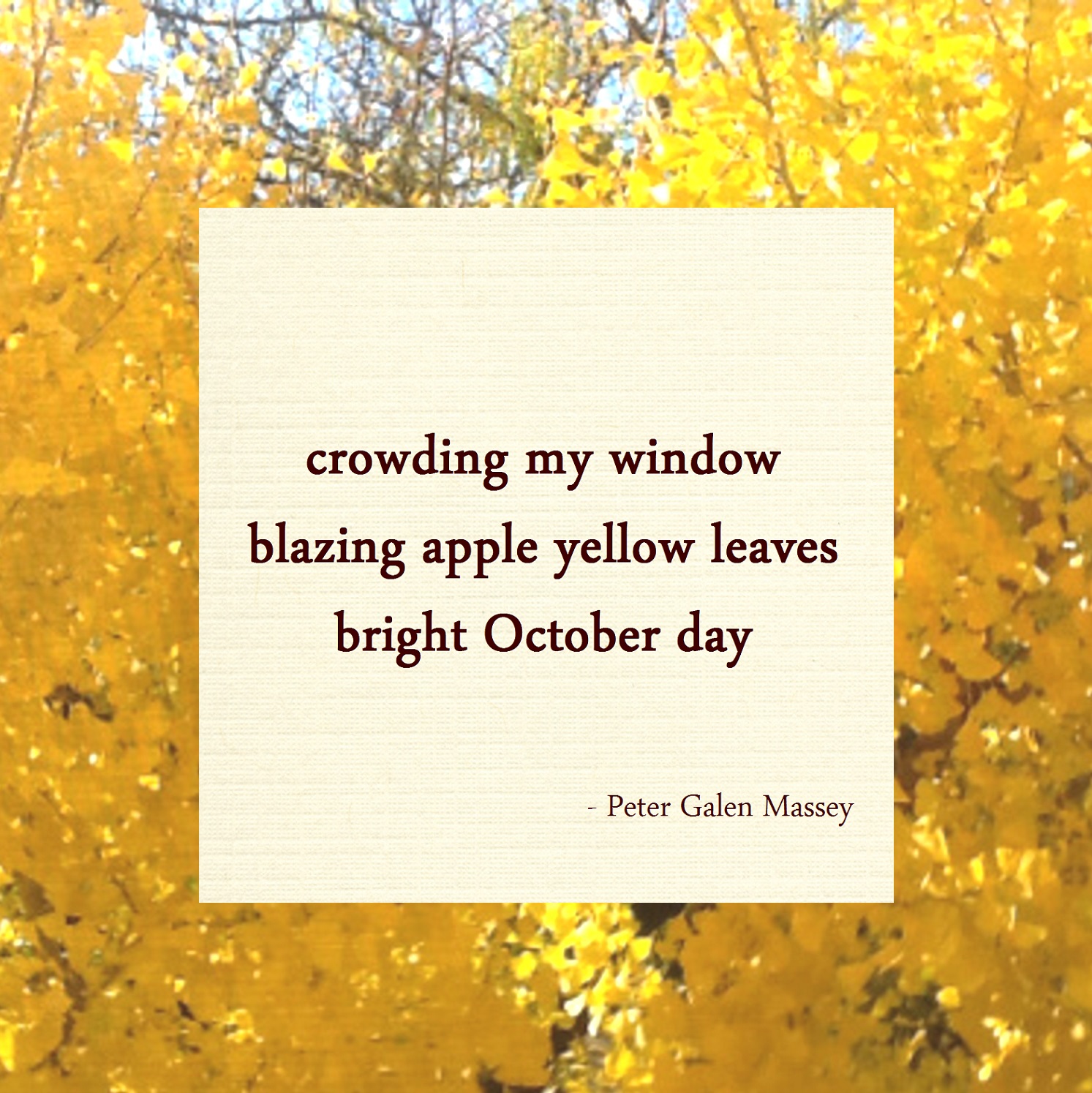 Haiku Poem | “crowding my window blazing apple yellow leaves” | Peter ...